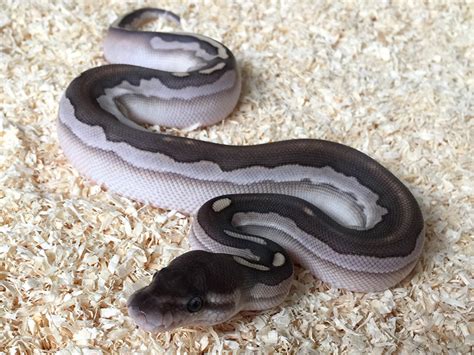 Calico Cinnamon Lesser Morph List World Of Ball Pythons