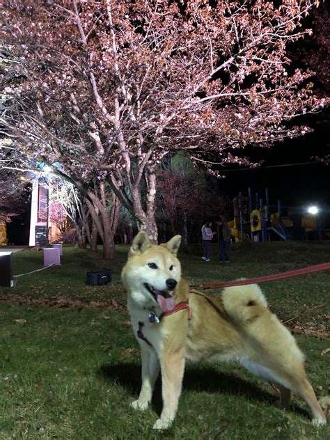夜桜 美瑛やまびこ農園