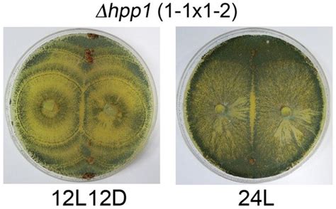 Sexual development of the Δhpp mutant was determined as described in Download Scientific