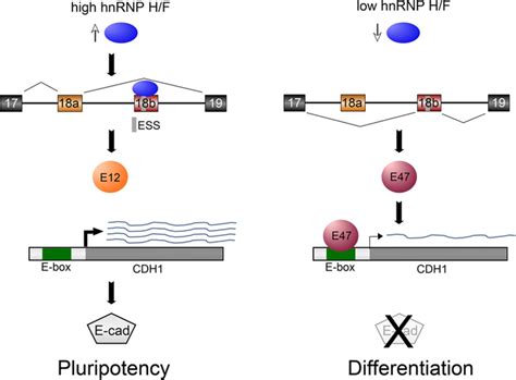 Alternative Pre Mrna Splicing Switch Controls Hesc Pluripotency And