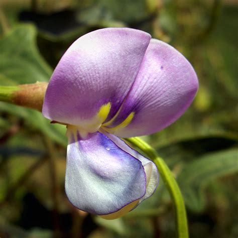 Vigna Unguiculata Iii Nombre Común Caupí Salomé Bielsa Flickr