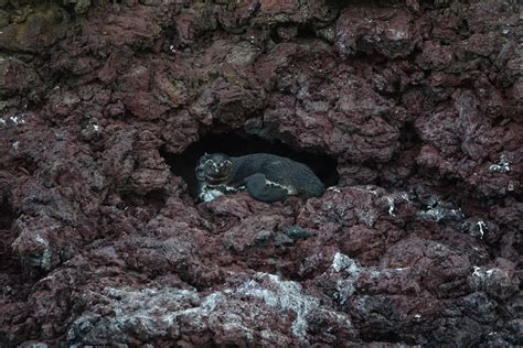 The Galapagos Penguin One Of The Worlds Rarest Sees A Glimmer Of Hope