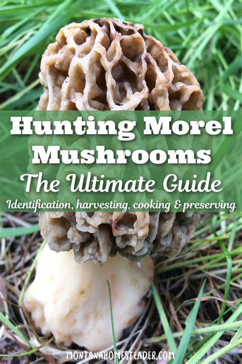 How To Find Morel Mushrooms Montana Homesteader