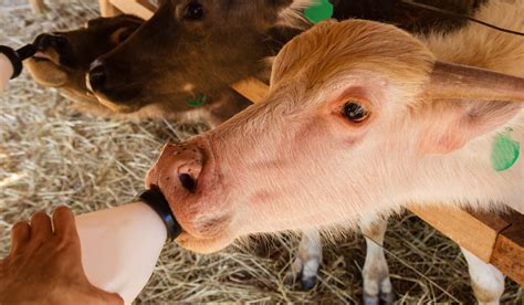 Can A Calf Have Goat Milk Farmhouse Guide