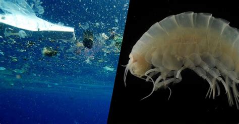 Un Nouveau Continent De Plastique Découvert Dans Latlantique Nord
