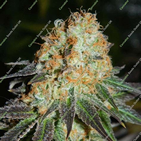 Buy Cash Crop Auto By Cream Of The Crop At Cannabis Seeds Outlet Uk
