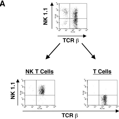 Both Conventional T Cells And Nk T Cells Express Similar Levels Of Lck Download Scientific