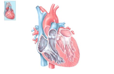 Right Ventricle Diagram Quizlet