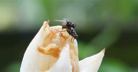 සිතුව්ලි පවුර වැදගත් විශයය 12 Sex Education In Sinhala