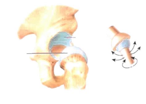 Ball And Socket Joint Diagram Quizlet