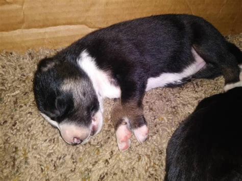 6 Border Collie Puppies For Rehoming Boise Puppies For Sale Near Me