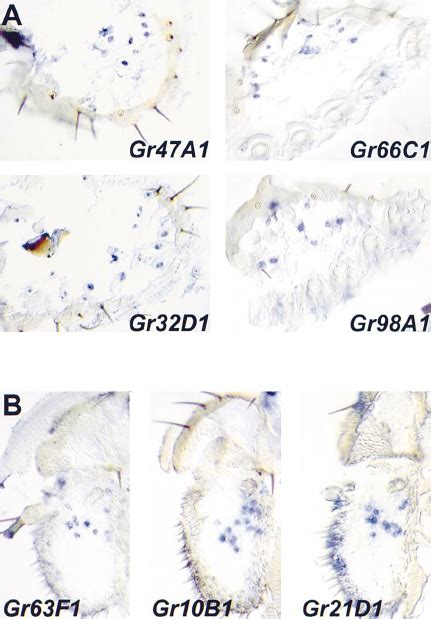 Expression Of Gr Genes In The Proboscis And Antenna Digoxigenin Labeled