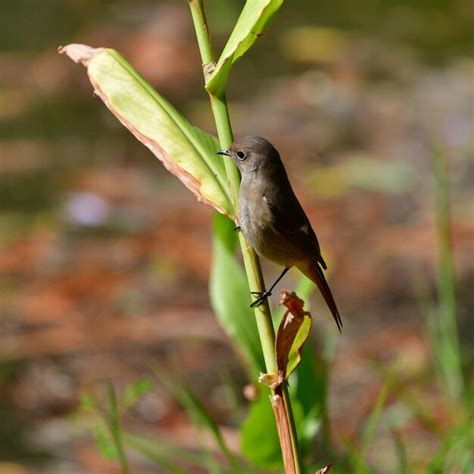 Premium Photo Little Tiny Thing