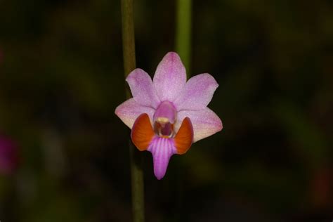 Phalaenopsis pulcherrima var. marmorata - Giulio Celandroni Orchidee