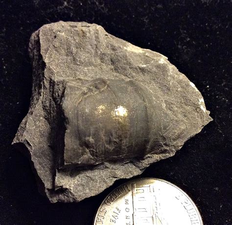 Nautiloid Fragment Preserved In Pyrite From Madison Co Ny Members