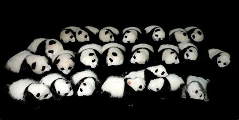 Panda Image Dataset Kaggle