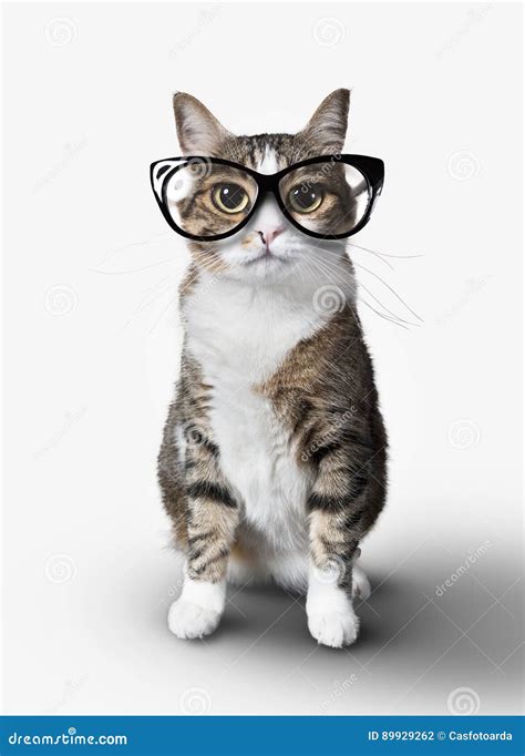 Inhemsk katt med glasögon arkivfoto Bild av gulligt 89929262