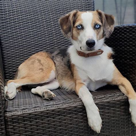 Have A Merry Australian Shepherd Beagle Mix — Its Bark Time