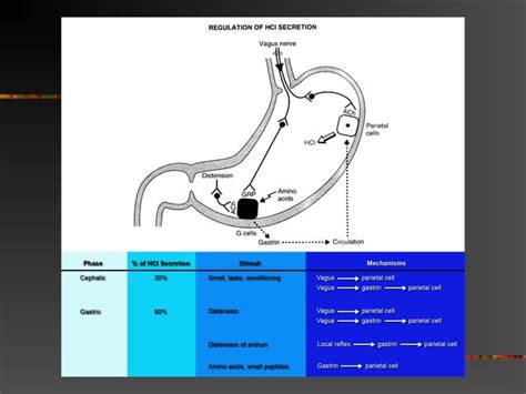 Gastric Motility And Secretion Ppt