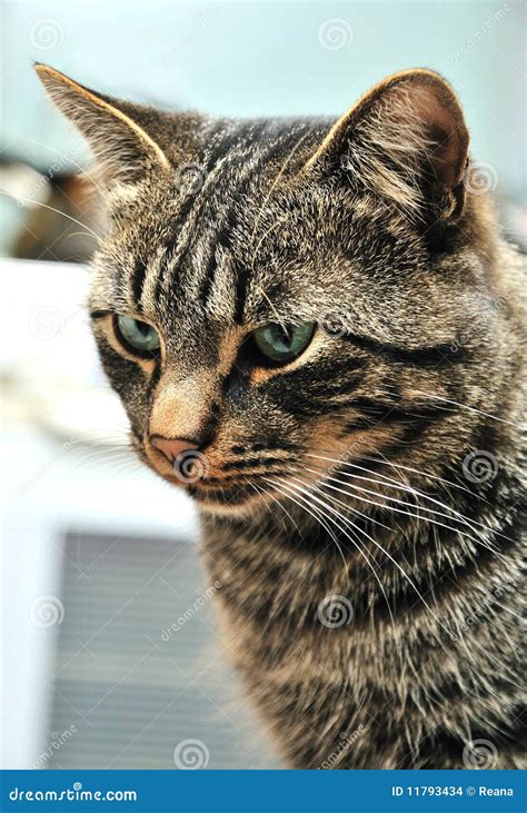 Striped Cat Stock Photo Image Of Curious Furry Feline 11793434