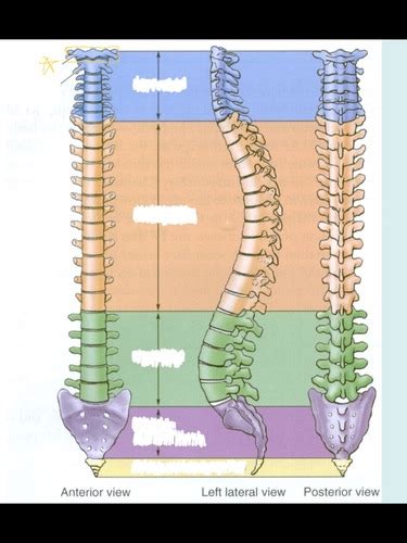 ANATOMY Back Flashcards Quizlet