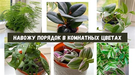 Цветы на подоконнике и их уход растения цветы комнатныерастения Flowerlover Greenplants