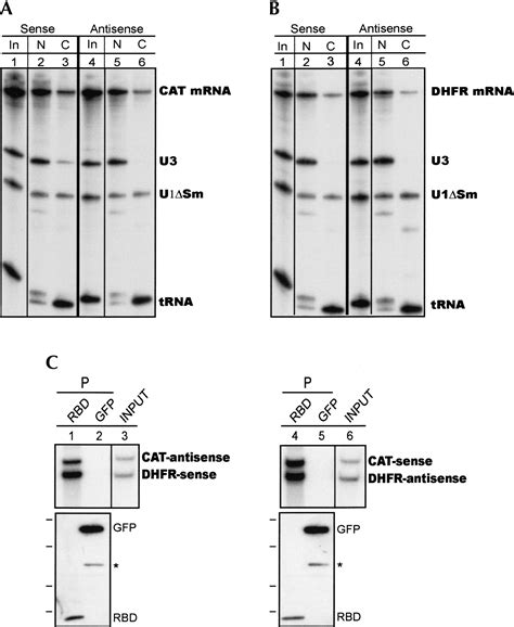 The Rna Binding Domain Within The Nucleoporin Nup153 Associates Preferentially With Single