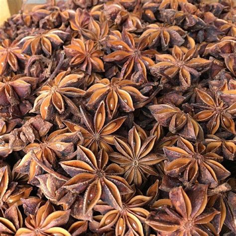 Hoa Hồi Đại Hồi Quế Trà Bồng Hiếu Dũng