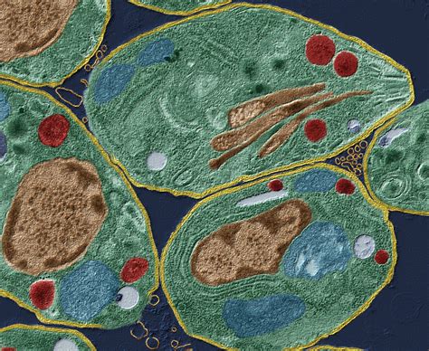 Common Parasite Could Manipulate Our Behavior Scientific American