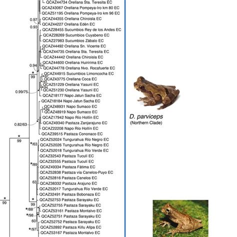 Bayesian Consensus Phylogeny Of Dendropsophus Parviceps Species Complex