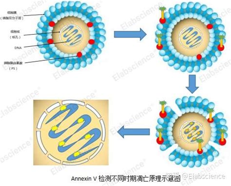 Annexin V Cck
