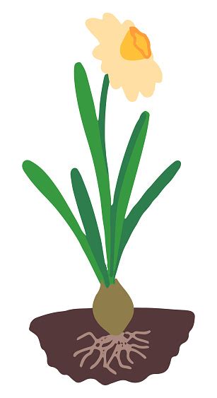 흰색 배경에 고립 된 봄 꽃 손으로 그린 벡터 그림 컬러 만화 낙서 지상에 수선화의 단일 도면 디자인 인쇄 스티커 엽서 장식 랩을 위한 요소 뿌리에 대한 스톡 벡터 아트 및