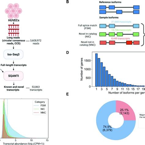 Characterization Of Transcript Isoform Diversity In Huvecs Via