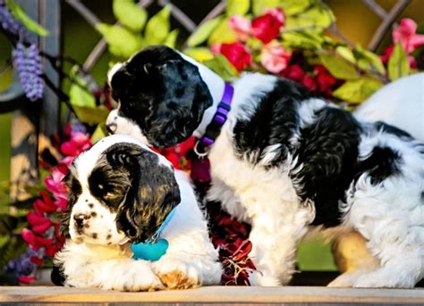 How To Prevent Dental Issues In American Cocker Spaniels Dog Care Hacks