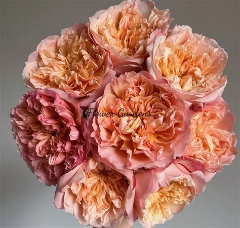 Edith Rose Plant Flower Gardens