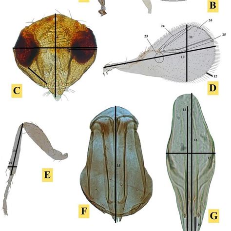 Morphological Characters Of Male Trichogramma Brassicae Bezdenko Download Scientific Diagram