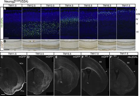 Cortex And Telencephalic Hemispheres Tagged By Neurog2 Creer G2a A