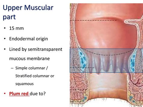 Rectum Anal Canal PPT