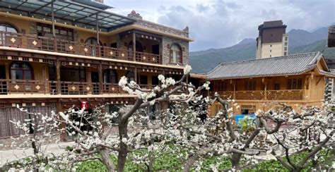 我们的家园｜四川茂县坪头村：千树万树 李”花开腾讯新闻