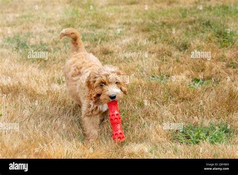 Issaquah Washington Usa Month Old Aussiedoodle Puppy Named Bella