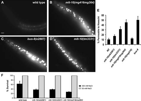 Increased Permeability Of The Cuticle In Mlt 10 Mutants A D