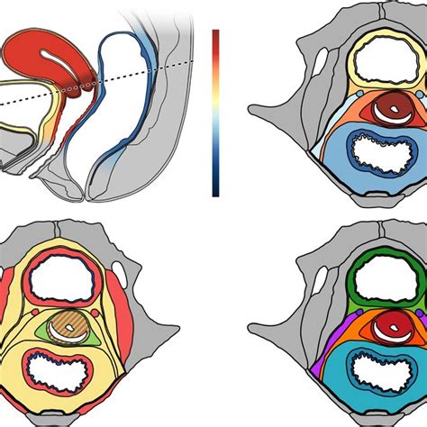 anatomical maps of the female pelvis at the level of the uterine