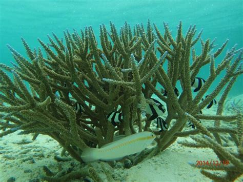 小鱼深海深海怪鱼深海红鱼大山谷图库