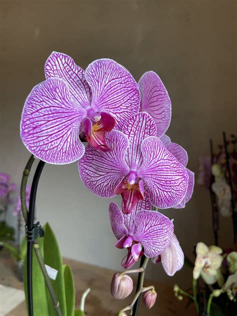 Bucharest КАСКАД 1 цветонос Ø 12 см