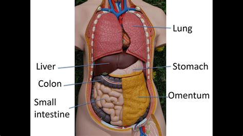 Gastrointestinal Anatomy And Physiology Ppt Anatomy Structure