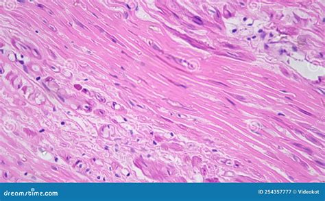 Simple Squamous Epithelium Sec Filmed Under Microscope With 400 Times