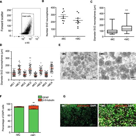 Mc Increase Proliferative Potential And Neuronal Differentiation Of Svz