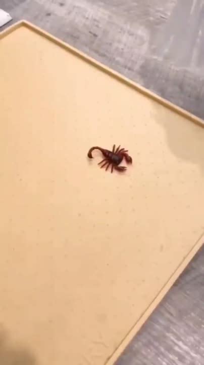 Video Azra Bashir On Linkedin Hand Held Insect Clip Artifac Hand Held Insect Clip Artifact 🦟