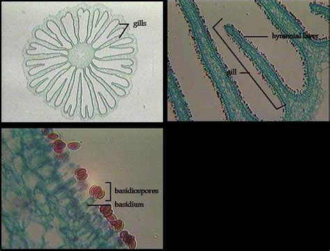 Phylum Basidiomycota