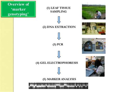 Marker Assisted Selection In Crop Breeding